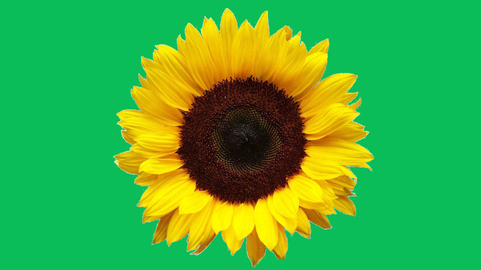 Myrtle Beach International Airport Introduces Sunflower Lanyard Program ...